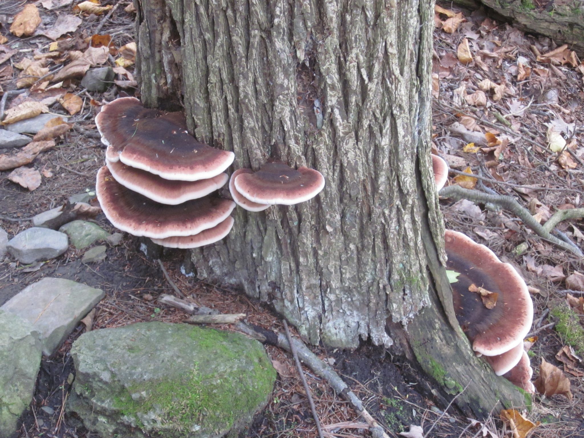 Ischnoderma resinosum - TreeRot.com