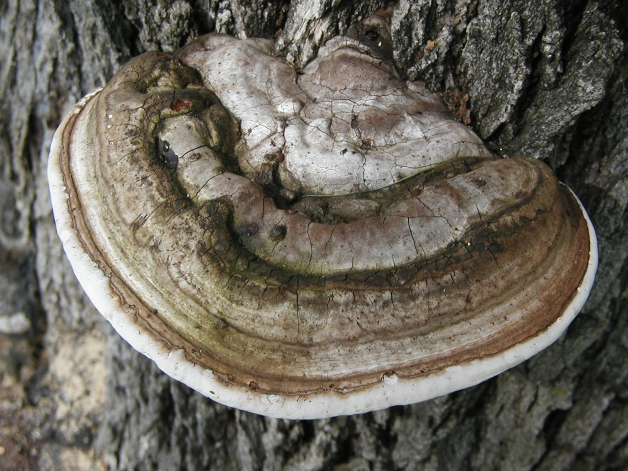 Ganoderma applanatum | Wood Decay Fungi of Living Trees