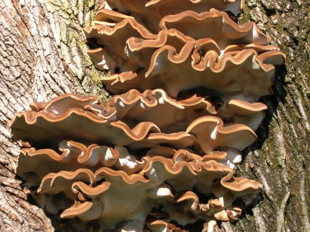 Ischnoderma resinosum | Wood Decay Fungi of Living Trees