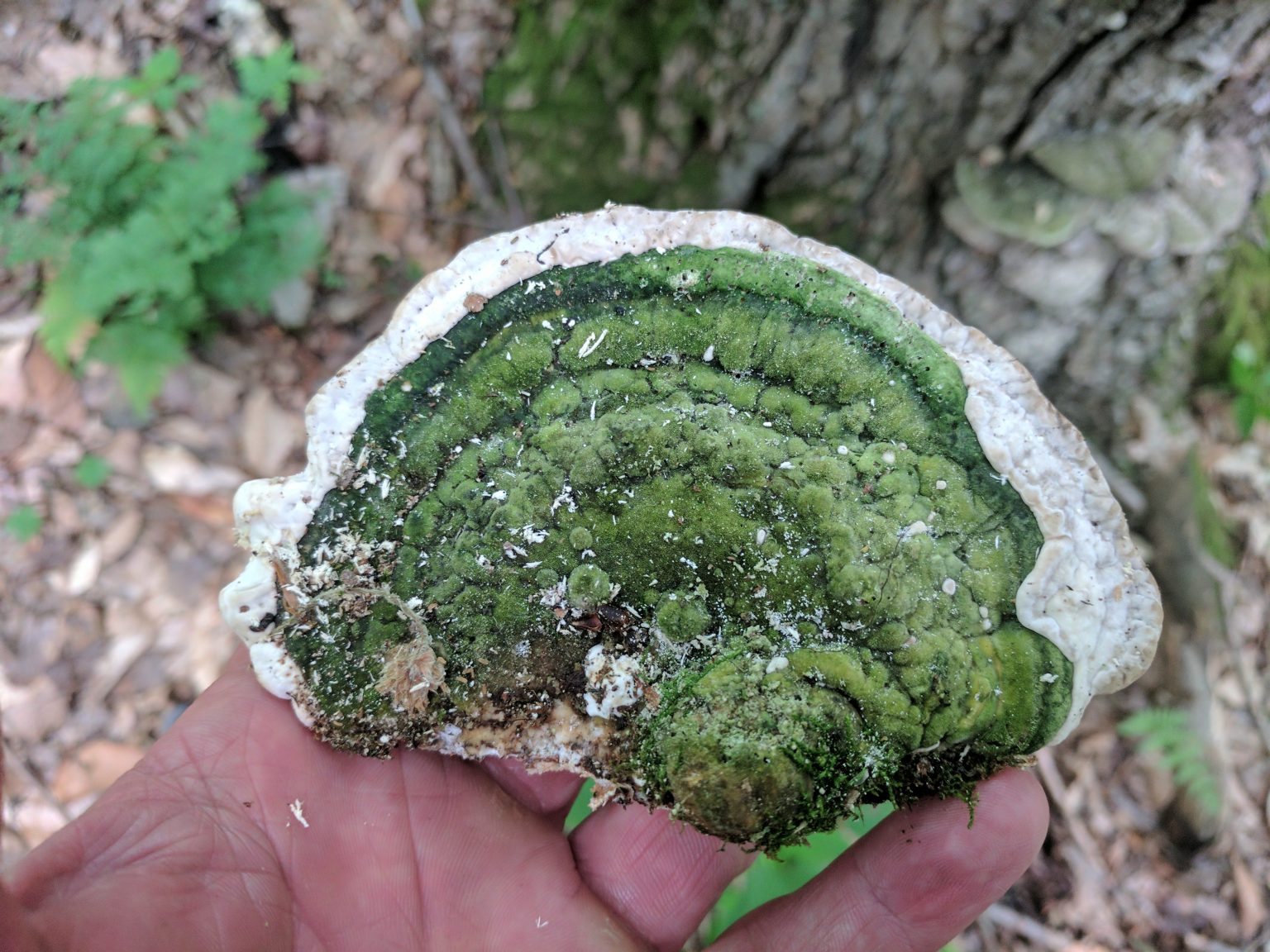 Wood Decay Fungi of Living Trees - TreeRot.com