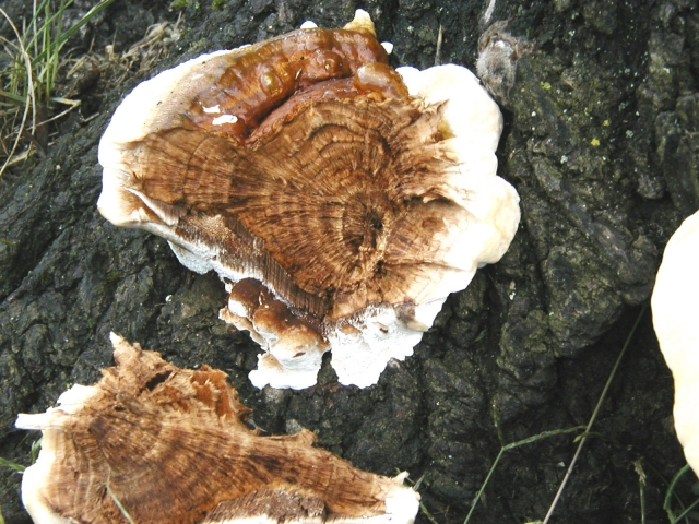 Ganoderma sessile | Wood Decay Fungi of Living Trees