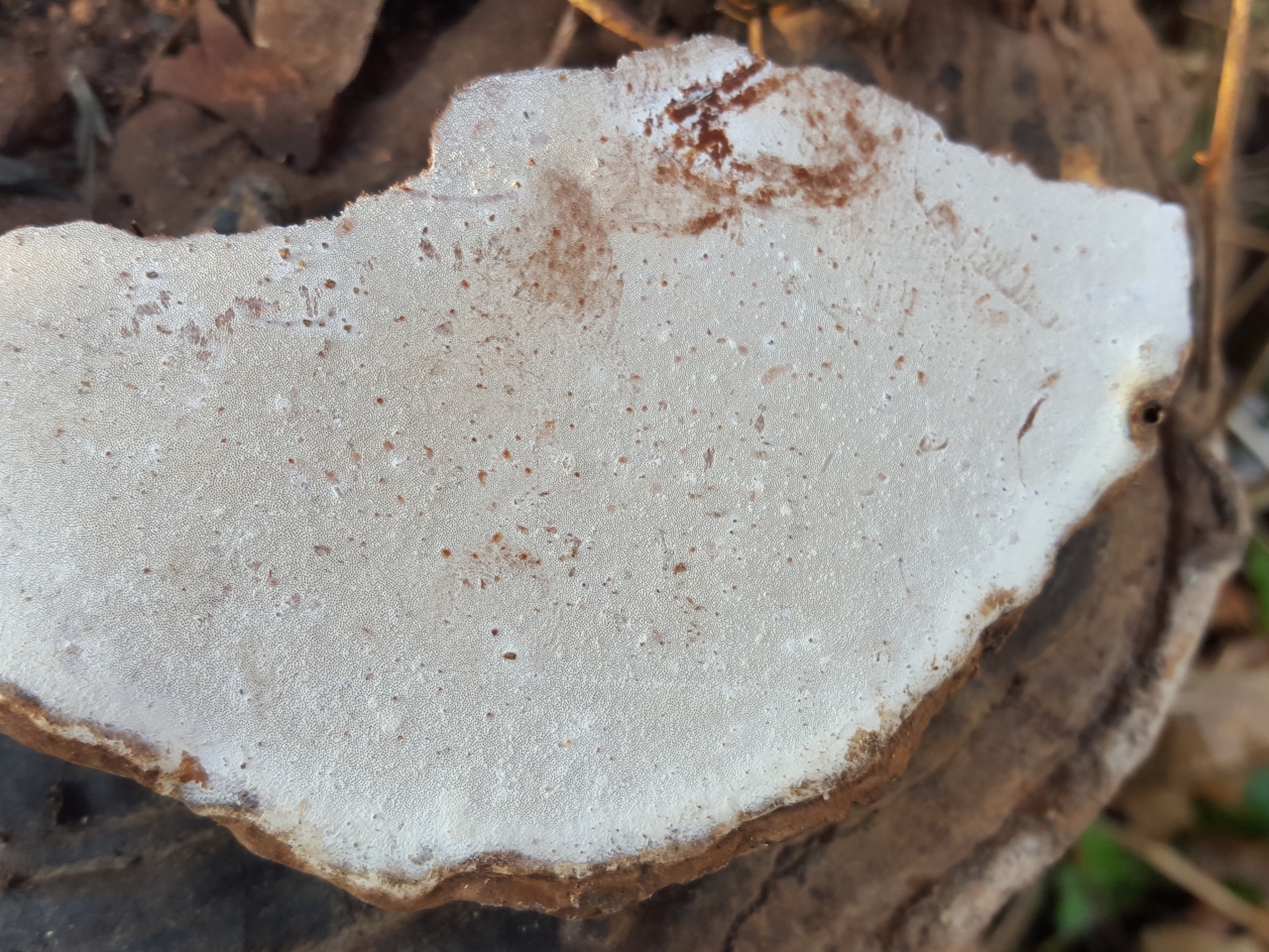 Ganoderma applanatum | Wood Decay Fungi of Living Trees