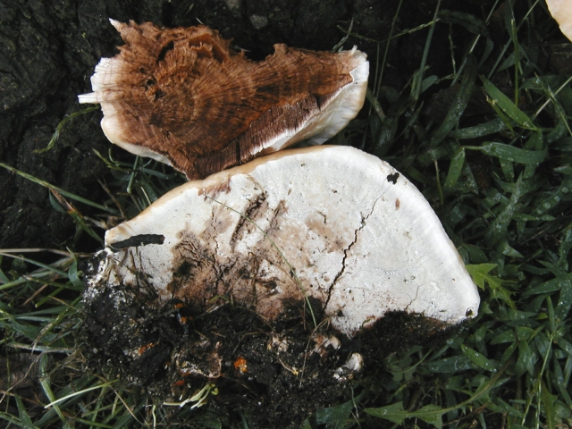 Ganoderma sessile | Wood Decay Fungi of Living Trees