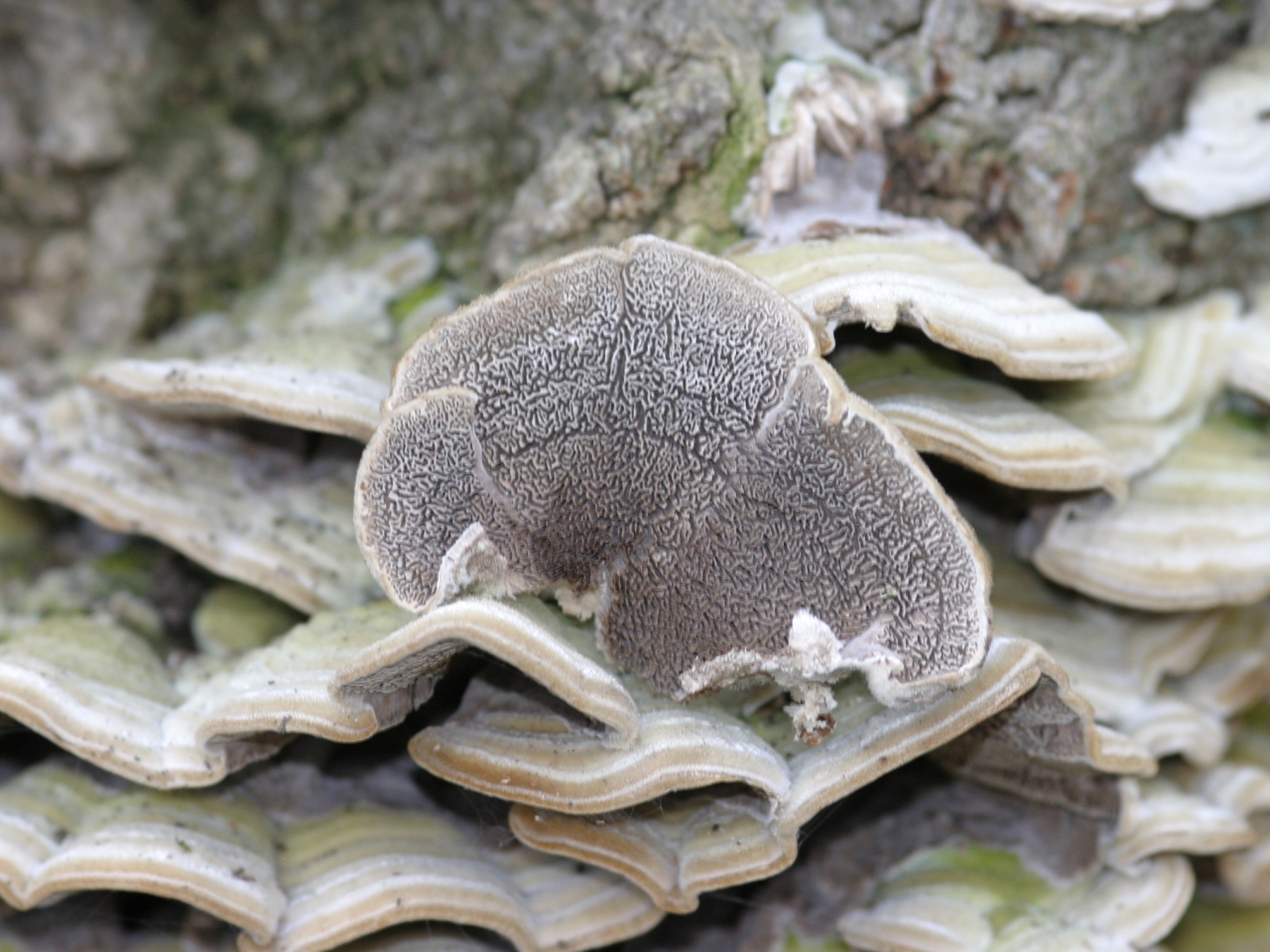 Cerrena unicolor | Wood Decay Fungi of Living Trees