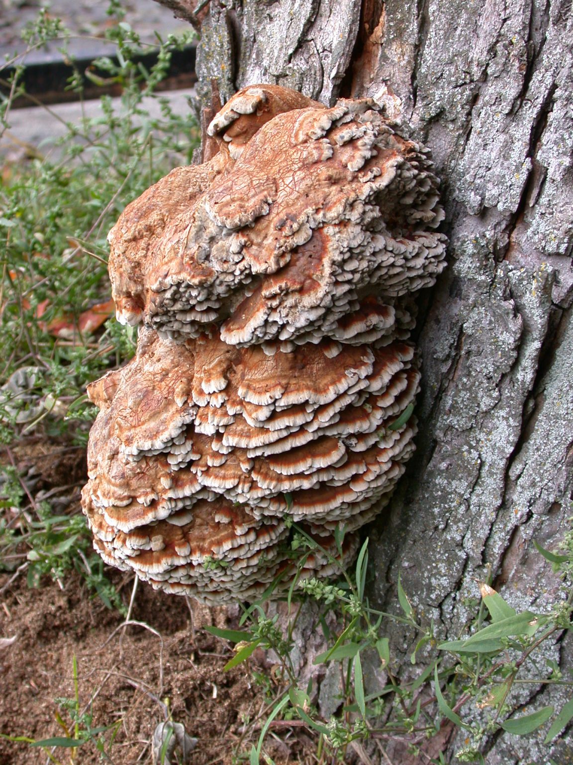 Wood Decay Fungi of Living Trees - TreeRot.com